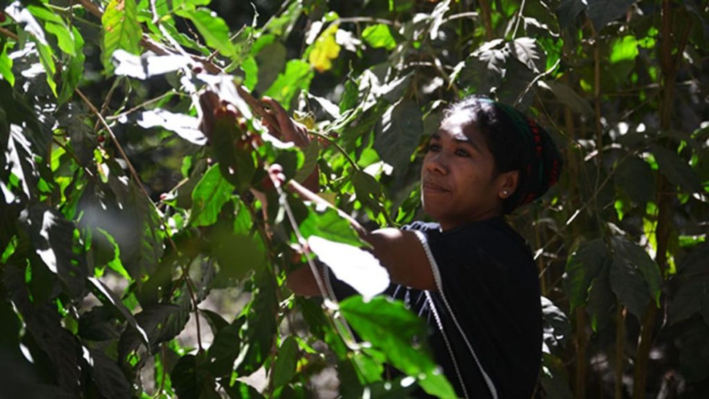 Timor-Leste: A safer highway means a better cup of coffee - Highways Today