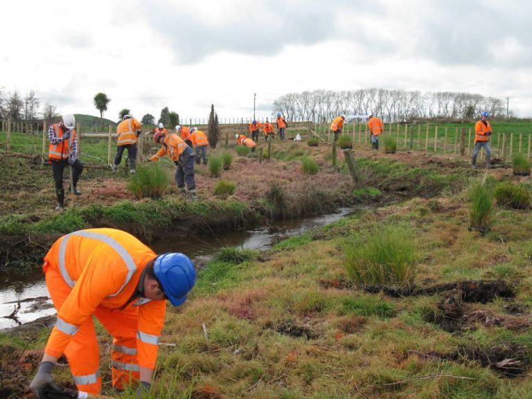 Black mudfish get special attention on New Zealand Expressway works ...